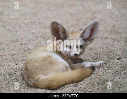 fennec fox (Vulpes zerda) is a small fox in the Sahara Stock Photo - Alamy