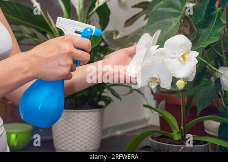 Housewife is spraying orchid flower with pure water from a spray bottle ...