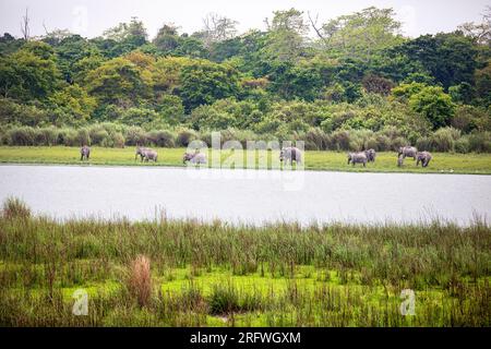 wild elephants- India Stock Photo - Alamy