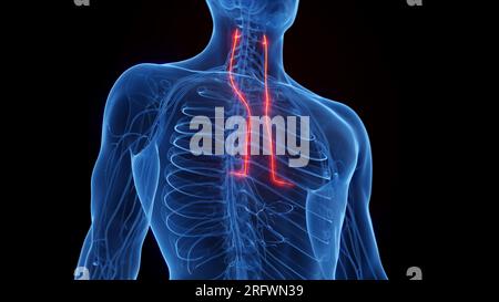 Phrenic nerves, illustration Stock Photo - Alamy