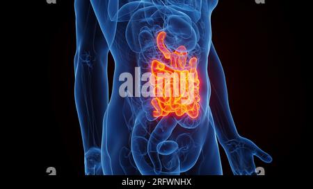 The lower digestive system and small intestine viewed within a male ...