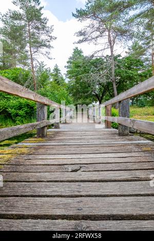 small rill in a woodland garden planted with various hosta varieties ...