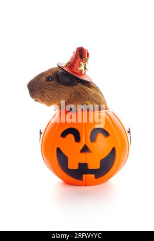 trick or treat for halloween. Pumpkin bucket with sweets and spiders on ...