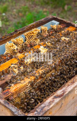 Bees are moving on honeycomb inside hive as store honey they work ...