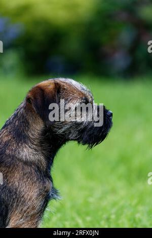 Border Terrier dog puppy outdoors on grass looking Stock Photo - Alamy