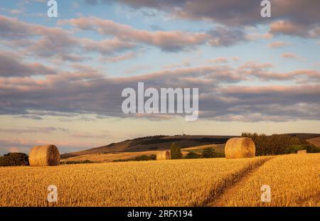 Rodmell Barley fields nestled in the south downs east Sussex south east ...