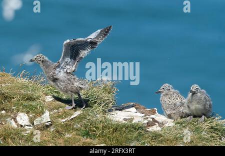 seagull fledglings attempting to fly Stock Photo - Alamy