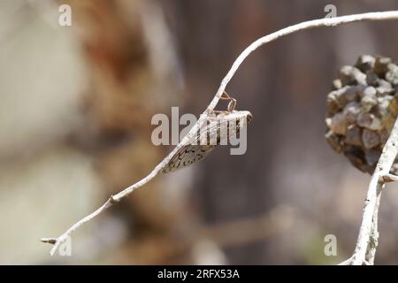 Cicada, in profile on a branch Stock Photo - Alamy