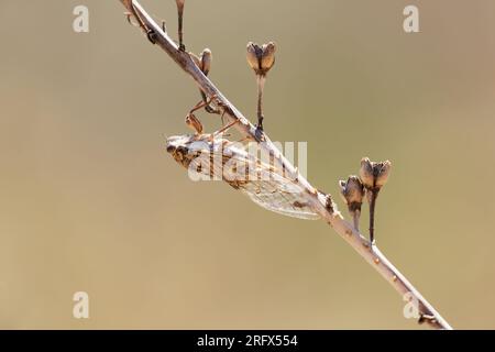 Cicada, in profile on a branch Stock Photo - Alamy