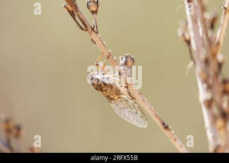Cicada, in profile on a branch Stock Photo - Alamy