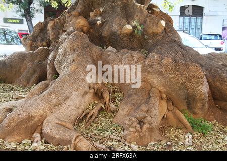 Lecce, Italy. A Phytolacca dioica (ombú) tree, about 150 years old ...
