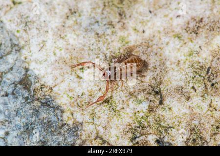 Common Chthonid Pseudoscorpion Chelifer (Chthonius ischnocheles ...