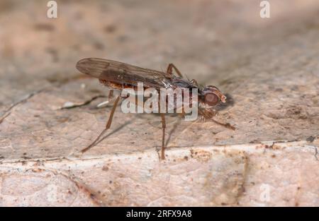 Daffodil fly (Norellia spinipes Stock Photo - Alamy