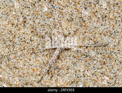 Female Dune Crab Spider (Rhysodromus - Philodromus fallax ...