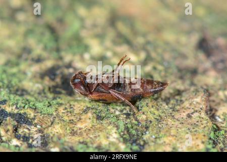 False darkling beetle, Orchesia undulata on aspen wood, this insect ...