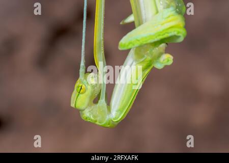 Malaysian Pink Winged Stick Insect (Anarchodes / Necroscia annulipes ...