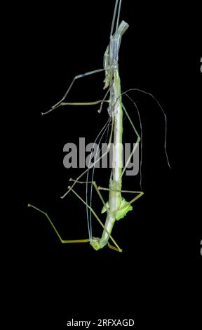 Malaysian Pink Winged Stick Insect (Anarchodes / Necroscia annulipes ...
