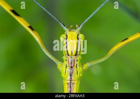 Malaysian Pink Winged Stick Insect (Anarchodes / Necroscia annulipes ...