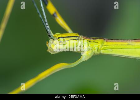 Malaysian Pink Winged Stick Insect (Anarchodes / Necroscia annulipes ...