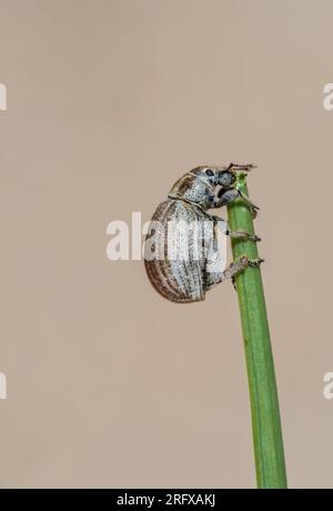 Marram Weevil (Philopedon plagiatum). Curculionidae. Sussex, UK Stock ...