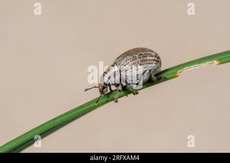 Marram Weevil (Philopedon plagiatum). Curculionidae. Sussex, UK Stock ...