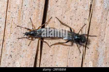 Pair of Variable Bibio Flies (Bibio varipes). Bibionidae. Sussex, UK ...