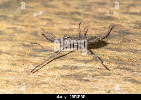 Rare Harvestman (Trogulus tricarinatus), Trogulidae, Opiliones. Sussex ...