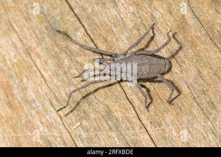 Rare Harvestman (Trogulus tricarinatus), Trogulidae, Opiliones. Sussex ...