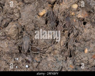 Six hibernating Harvestman under log (Trogulus tricarinatus ...