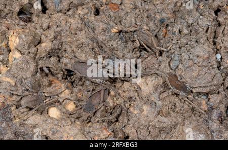 Rare Harvestman (Trogulus tricarinatus), Trogulidae, Opiliones. Sussex ...