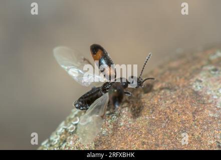 Small Ant Beetle (Anthicus antherinus), Anthicidae Stock Photo - Alamy