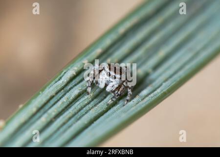 Tiny Dune Jumping Spider (Attulus (formerly Sitticus) saltator ...