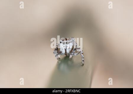 Tiny Dune Jumping Spider (Attulus (formerly Sitticus) saltator ...