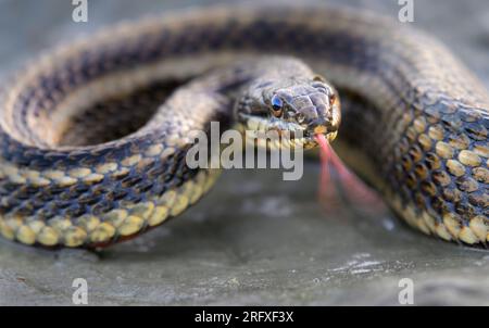 Saltmarsh snake (Nerodia clarkii) in tidal marsh, Galveston, Texas, USA ...