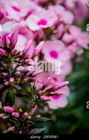 Barshaw Flower Garden Paisley Scotland 2023 Stock Photo - Alamy