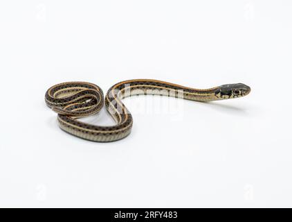A beautiful juvenile Plains Garter Snake is isolated and photographed ...