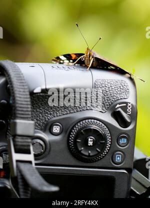Red Admiral Butterfly with Coiled Proboscis on DSLR Canon 90D Camera ...