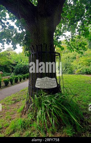 Coronation oak tree planted to commemorate the crowning of King George ...