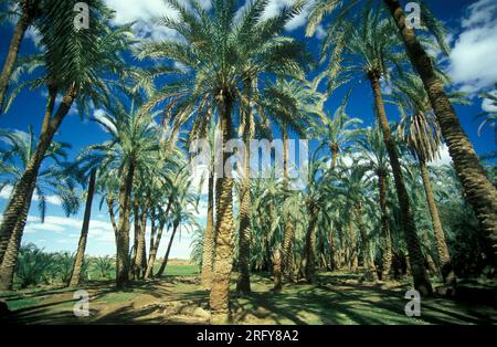 Date palm trees at the Bahariya oasis, Egypt Stock Photo - Alamy