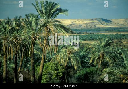 Date palm trees at the Bahariya oasis, Egypt Stock Photo - Alamy
