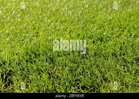 Football lawn - Soccer closeup detail wallpaper texture. Green football ...