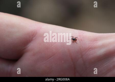 A tick walking on the hand. It is a dangerous arachnid that is a vector ...