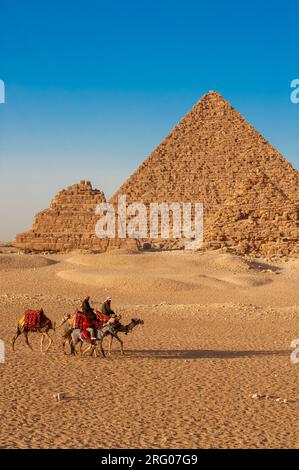 Africa, Egypt, Giza. Camels cast shadows in the desert at the pyramids ...
