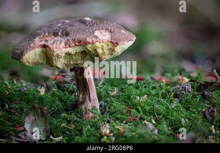 Fungus - Showing the gills of a Red Cracking Bolete (Xerocomellus ...