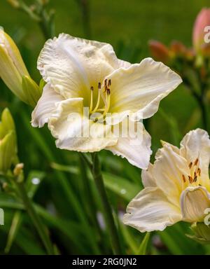Ivory white flower of Hemerocallis Arctic Snow plant, know as daylily ...