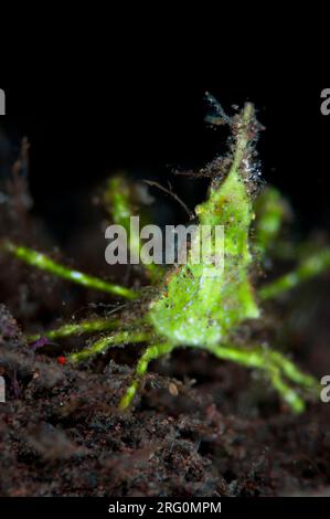 Arrowhead Crab Huenia heraldica Stock Photo - Alamy