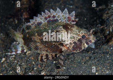 False Scorpionfish, Centrogenys vaigiensis, night dive, TK1 dive site ...