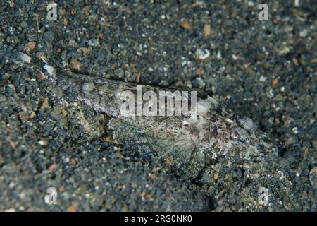 Patricia's Flathead, Rogadius patriciae, night dive, TK1 dive site ...