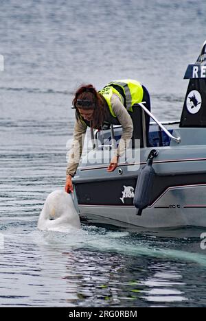 Hvalidimir the Buluga Whale Stock Photo - Alamy
