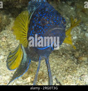 Eastern Blue Devil (Paraplesiops bleekeri), New South Wales, Australia ...